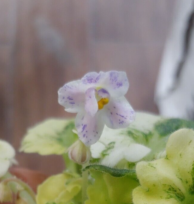 African Violet Plant -- AV-Felicita ~ variegated semi girl ~ Actual ...
