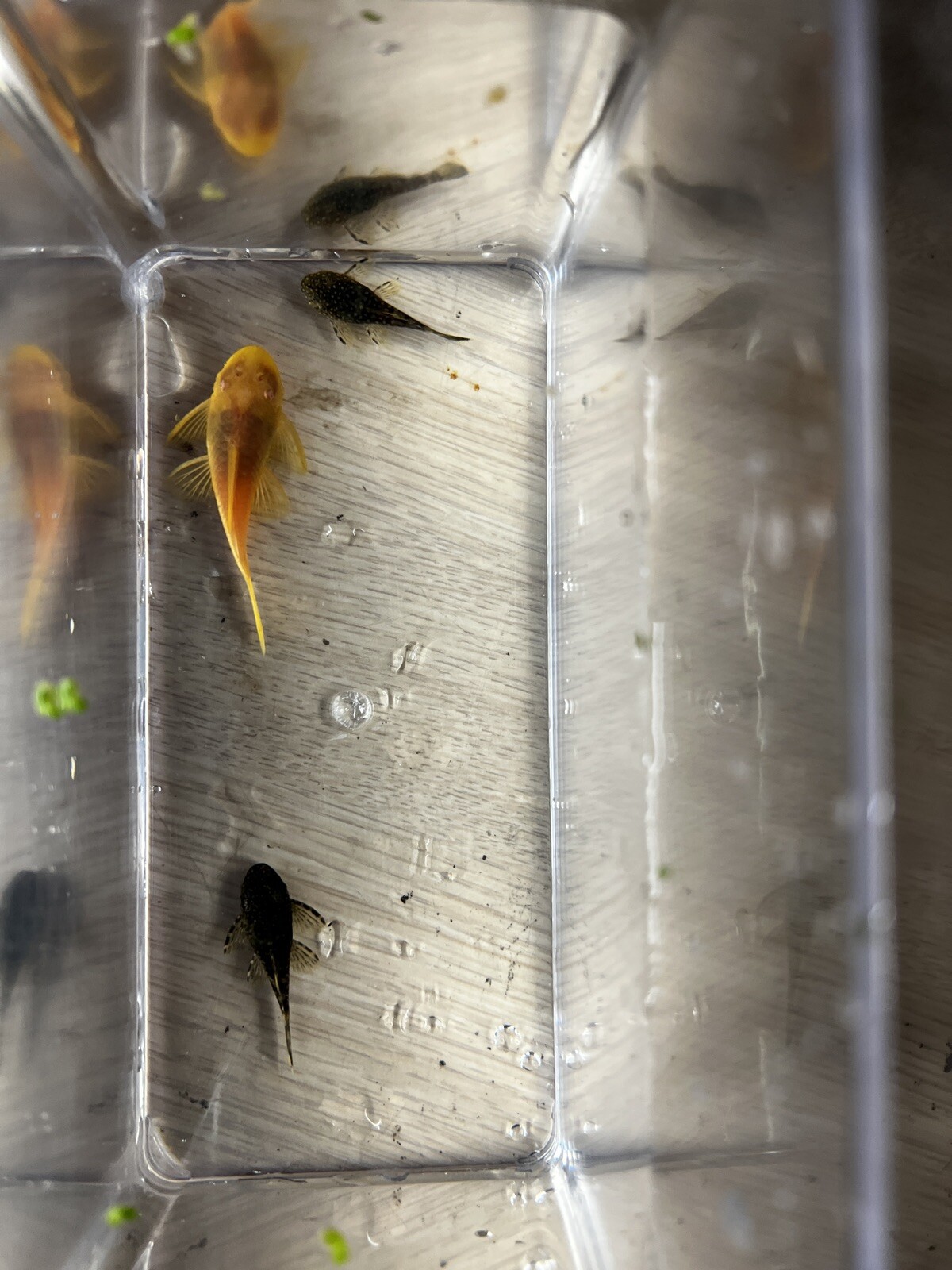 3x Chocolate bristlenose pleco .75-2 inch fish | eBay