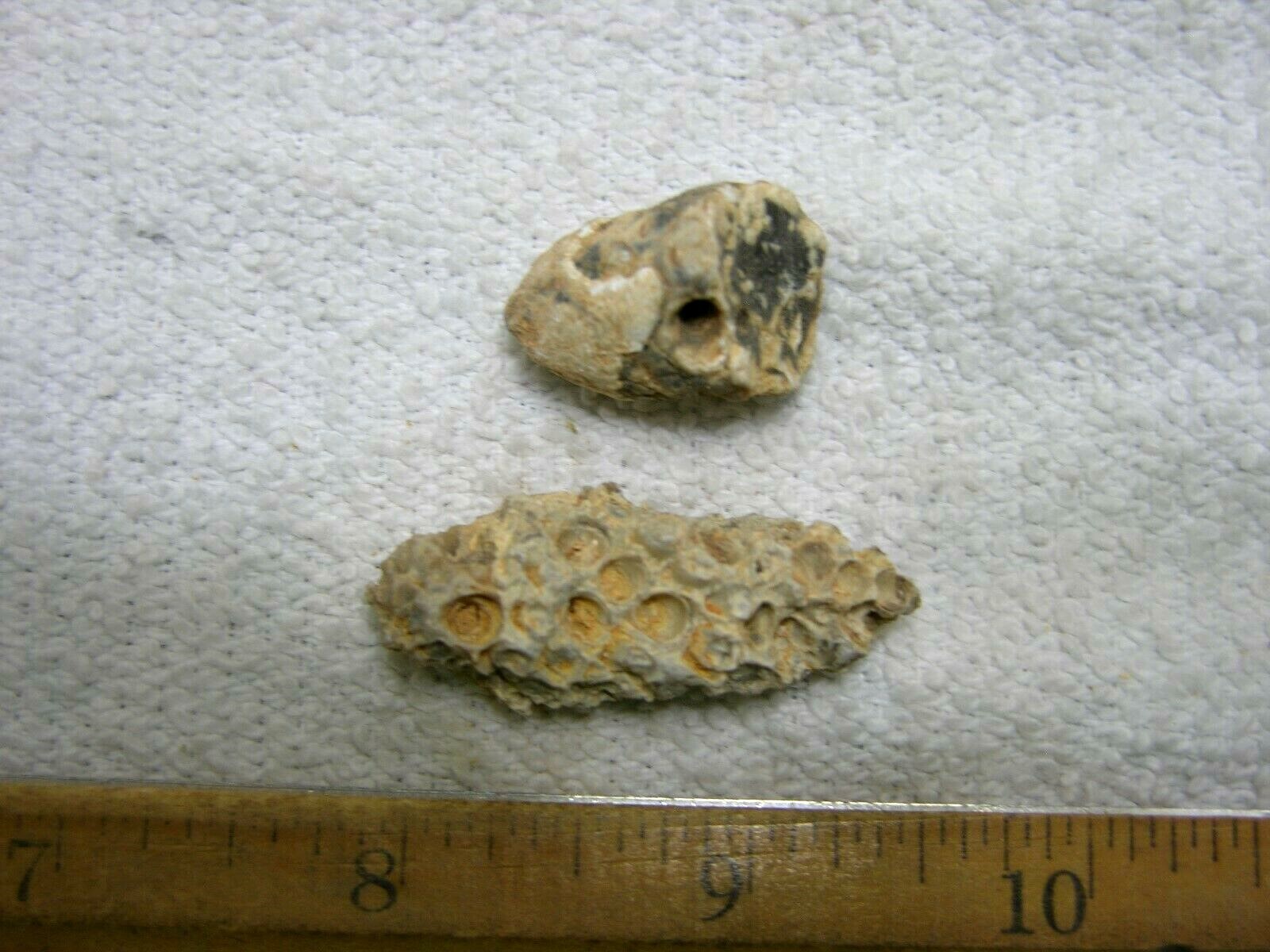 Petrified Silicified fossil Pine Cones Eocene Epoch Northern Sahara desert I18 | eBay