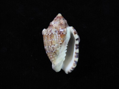Sea shell Voluta musica 58.1mm ID#7728 | eBay