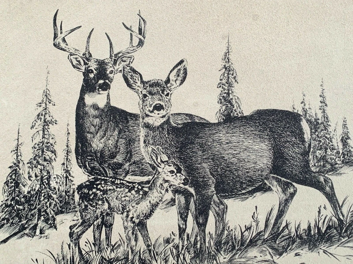 Whitetail Buck And Doe Drawings
