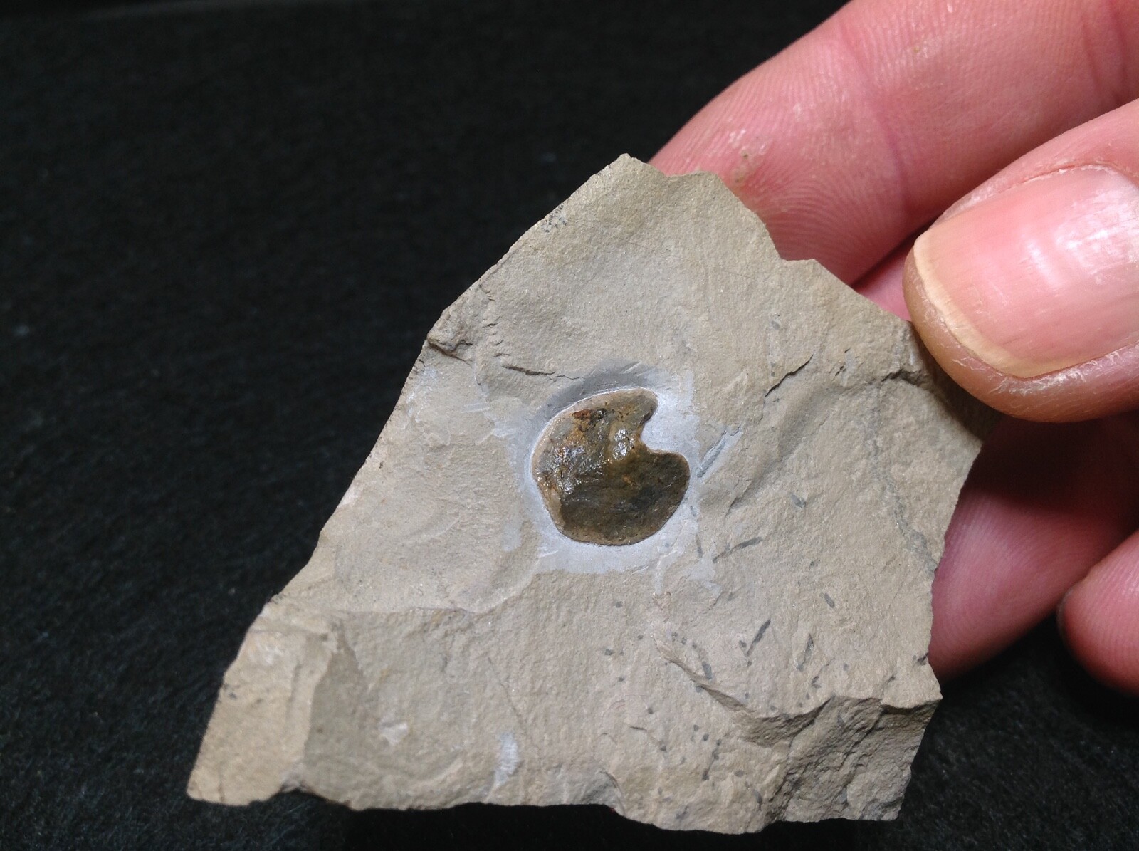 Fossil Crab in Matrix Cambroraster falcatus, BULGARIA | eBay