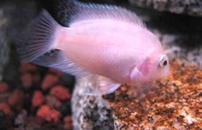 Convict Fish Breeding Made Easy for the new hobbyist