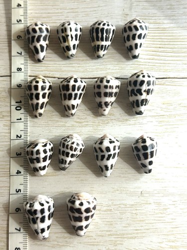 Natural Seashell Cone Shell Small size Art Craft Shells of Okinawa ...