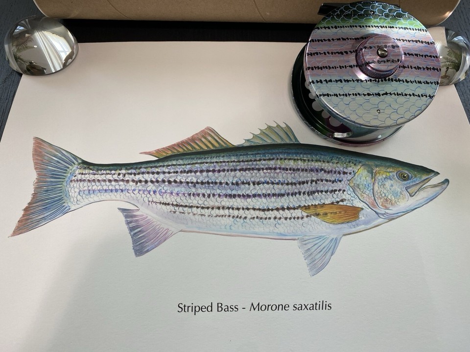 Abel Super 8 Fly Fishing Reel | eBay