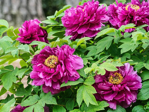 Tree Paeonia 'Rou Fu Rong' Flowering Size, Easy Care, Bee Friendly ...