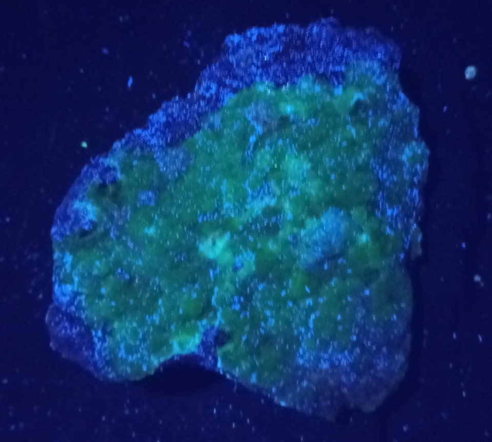 Blue Botryoidal Agate Uv Reactive Fluorescent Mineral Specimen | eBay