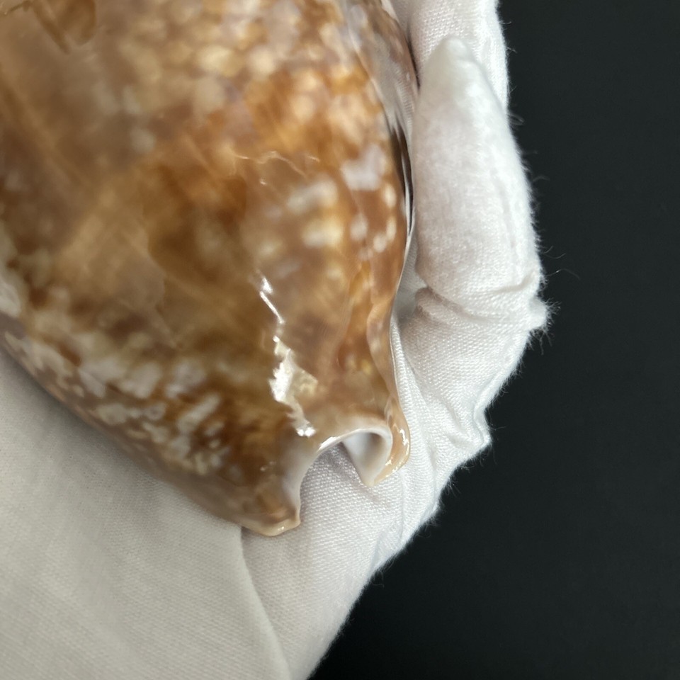 Macrocypraea cervus/Cypraea cervus, 135mm, 136g, Giant and Heavy cowrie ...