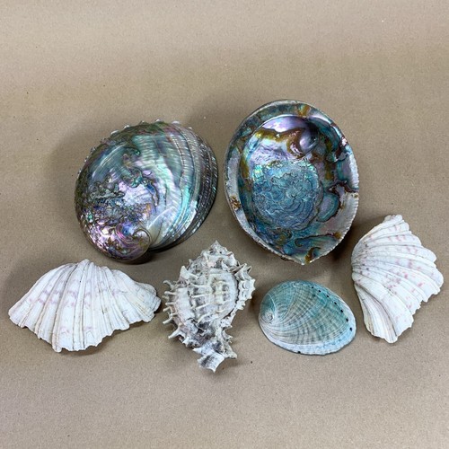 Lot of 6 Shells Abalone, Bear Paw Hippopus Clam, Conch Seashell | eBay