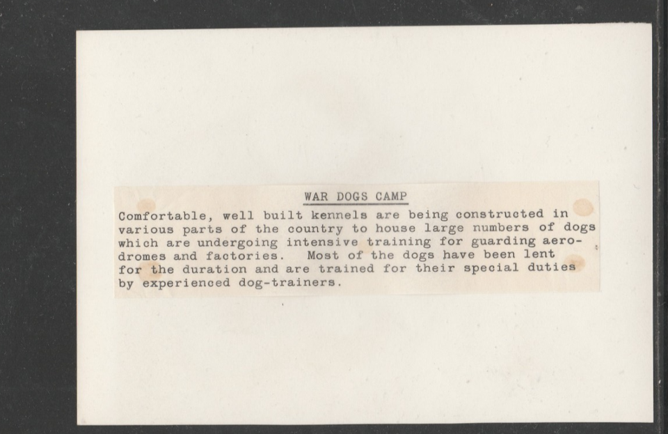 PHOTOGRAPH WW2 War Dogs Camp - Undergoing Training for Special Duties ...