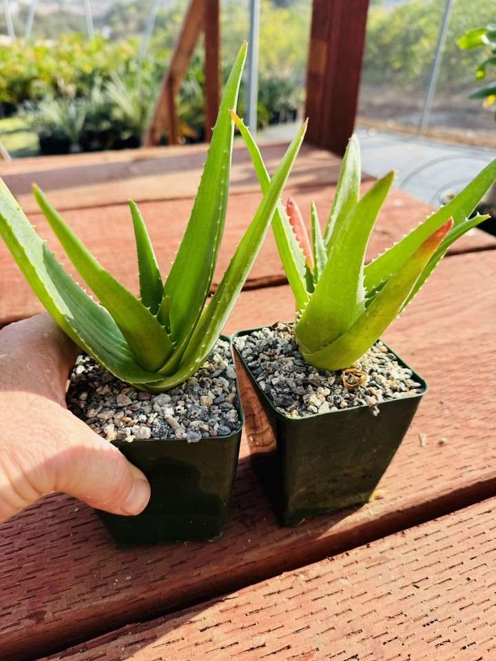 Aloe Lukeana- Rare Aloes Plants Cactus Agave Succulents Cactus | eBay