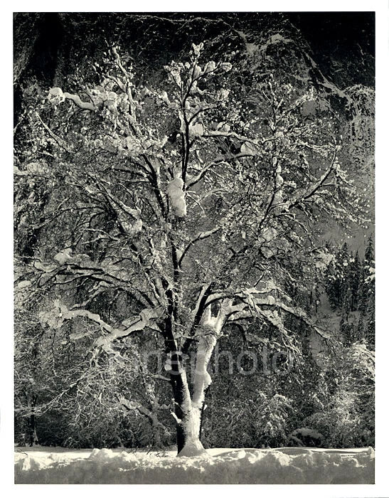 Ansel Adams Photography Winter Trees