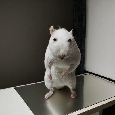 Taxidermy Mouse Mouse Specimen Mus Musculus Oddities Curiosities ...