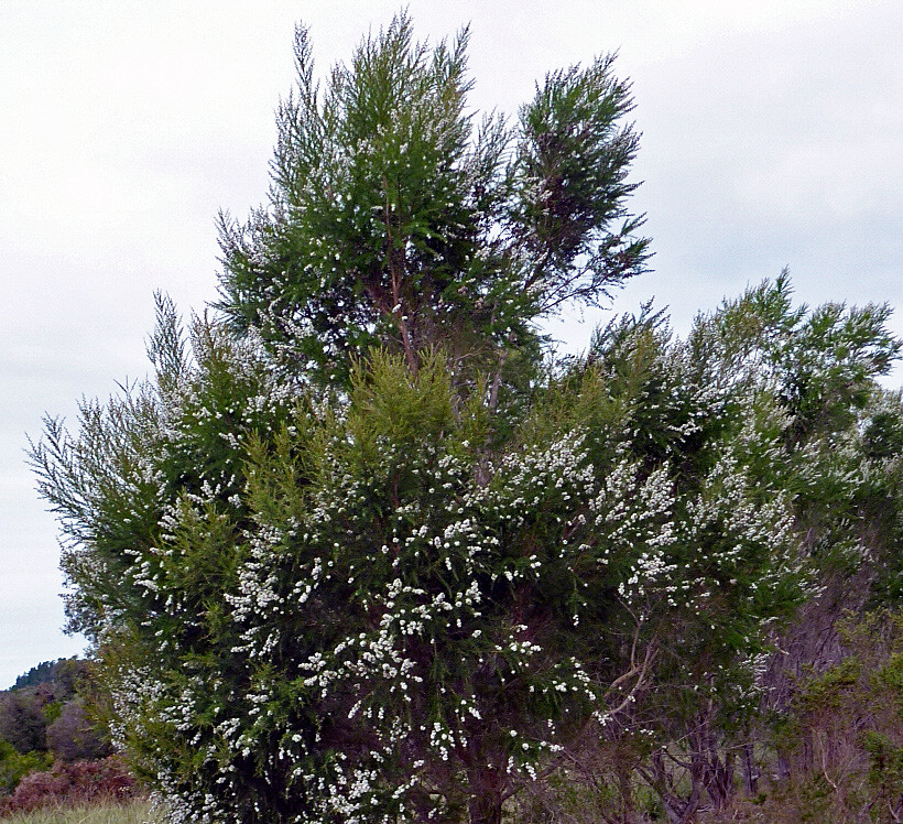 Taxandria parviceps syn Agonis parviceps - Fine Tea Tree - 150 Seeds ...