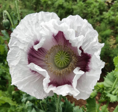 Poppy ELKA WHITE Breadseed Giant Closed Seed Pods Edible Seeds Organic ...