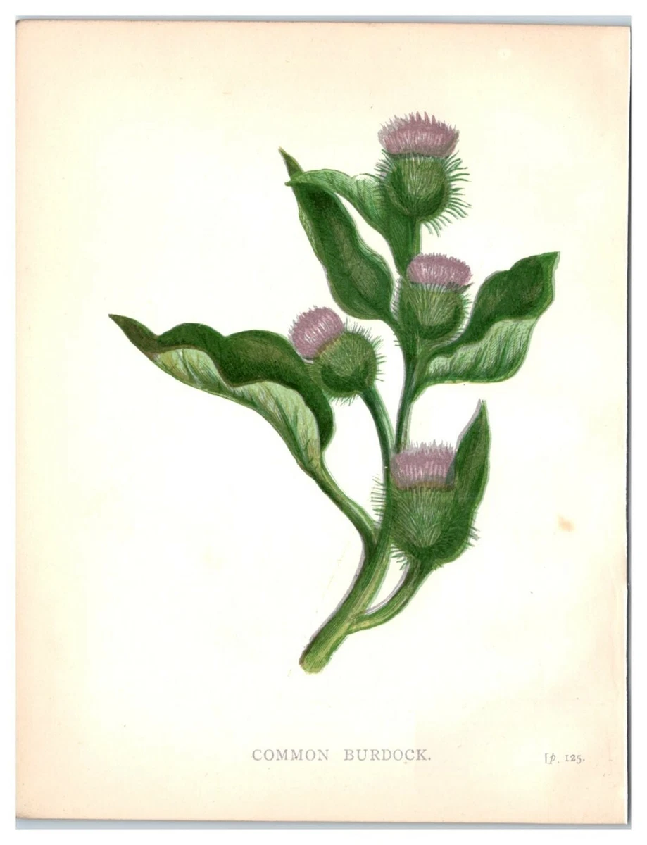 Burdock Botanical Drawing