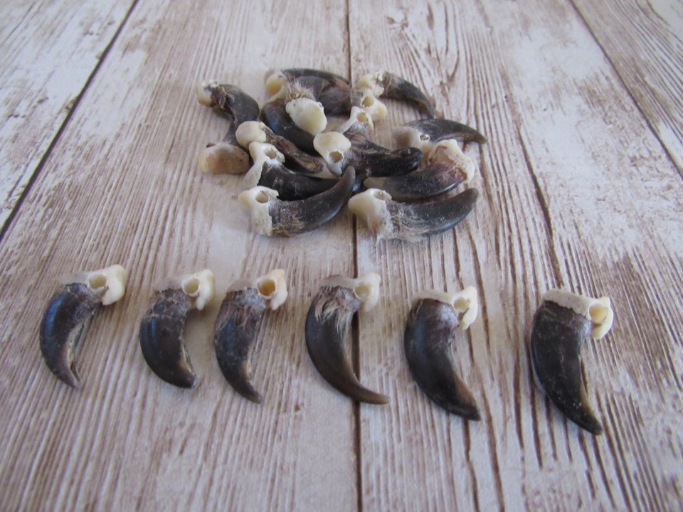 5 Fox Claws Drilled Taxidermy Jewelry Craft Projects Animal Bones Claws ...