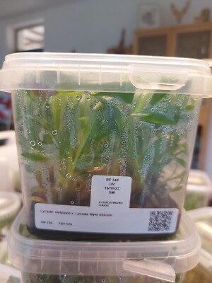 Lycaste Delphine X Lycaste Wyld Unicorn Orchidée orchids flask in vitro ...