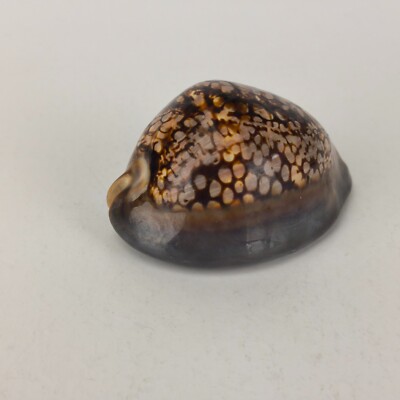 Cypraea Mauritiana Mauritia Large 94mm Sea Shell Very Nice Pattern ...