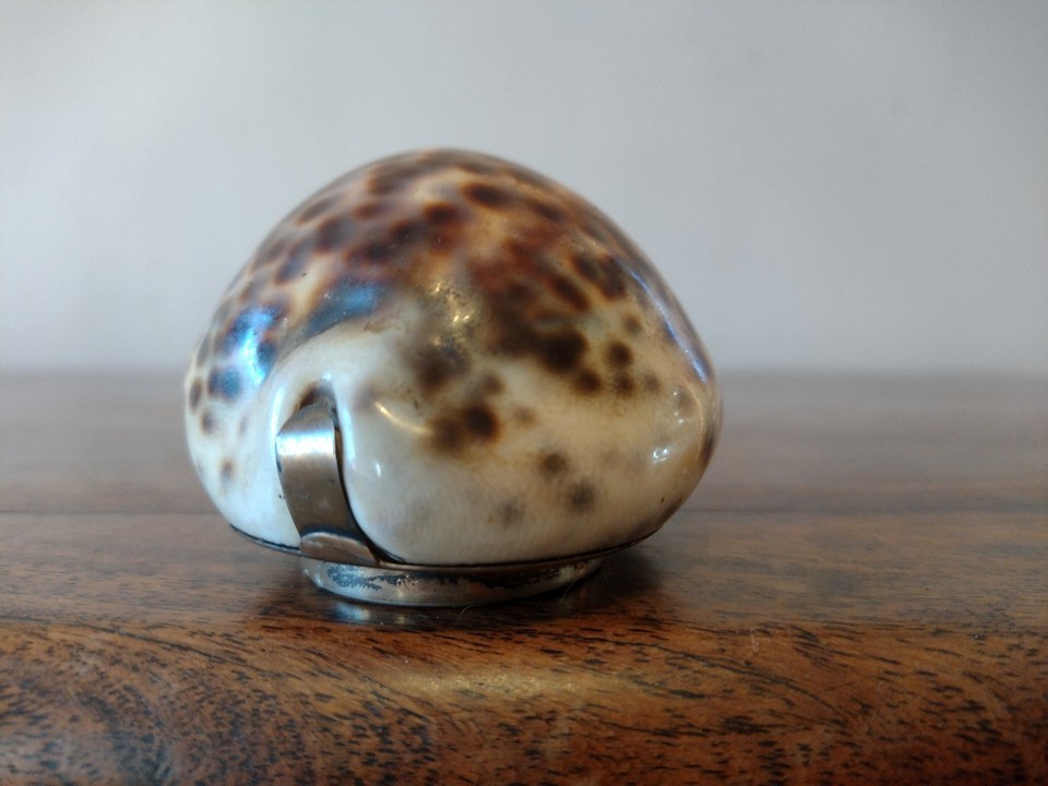 Antique cowrie shell silver (snuff?) box | eBay Australia