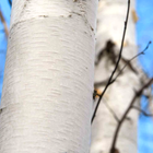 Betula utilis ‘Snow Queen’ | Snow Queen Birch | Ornamental Garden Tree ...