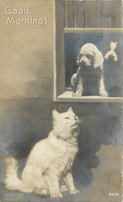 Rotograph Cat RPPC Postcard B1039 Good Morning! Fluffy White Cat ...