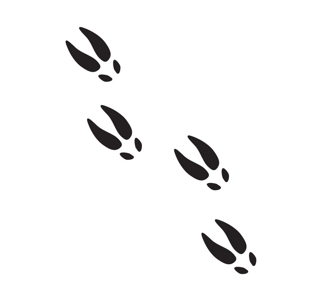 Deer Track Decals