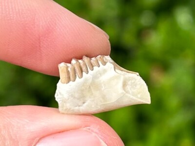 Fossil Rabbit Jaw w Teeth White River Paleolagus haydeni Mammal Brule ...