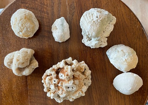 South Florida and Hawaii fossil coral, bivalve internal cast | eBay