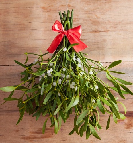 Mistelzweige Mistel frisch vom Baum mit Beeren inklusive rote Schleife ...