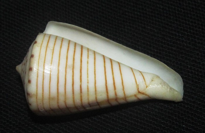 50 mm RARE Conus Hirasei Cone Seashell Balut Island Deep Water GREAT ...