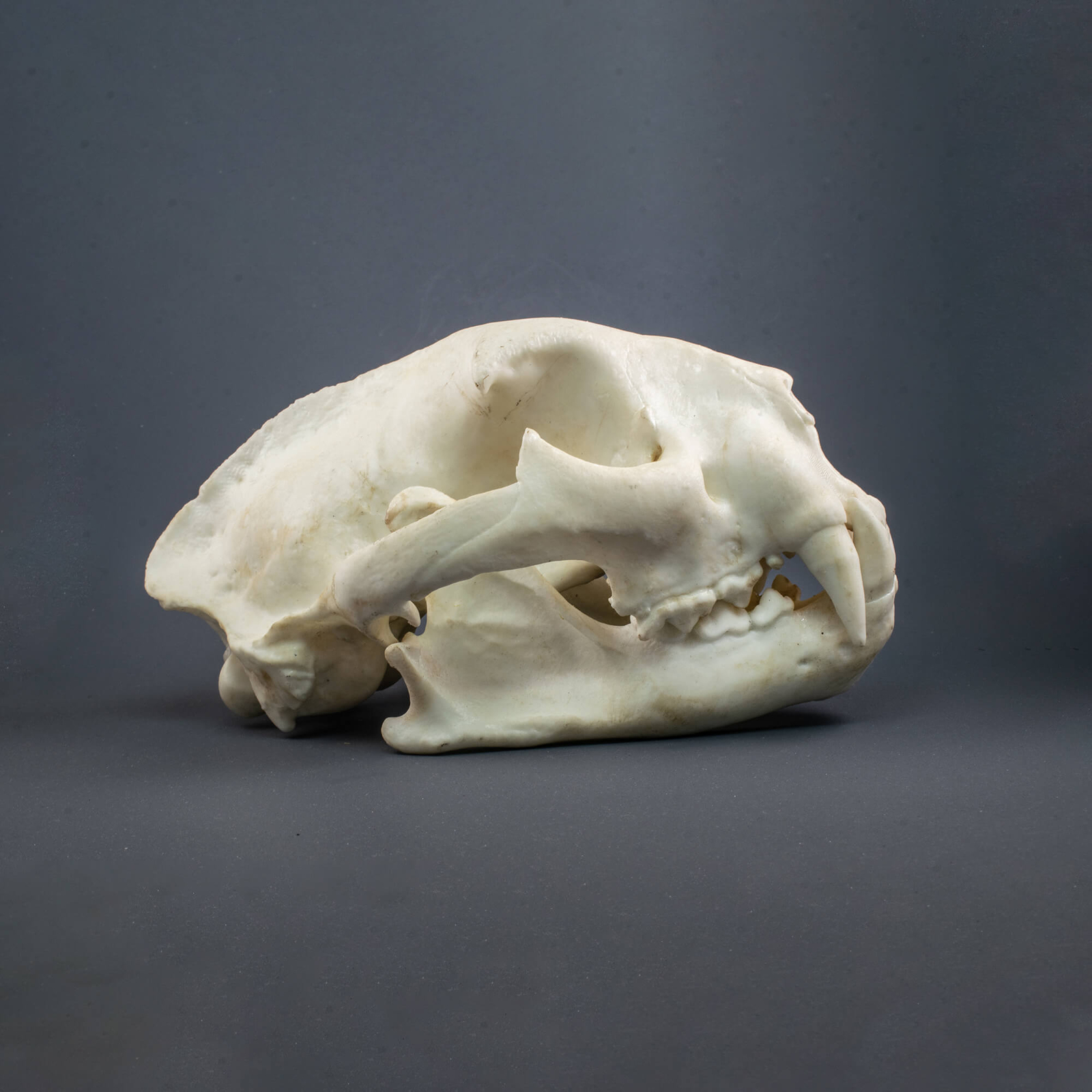 Puma or Mountain Lion Skull Replica (Museum Quality) | eBay