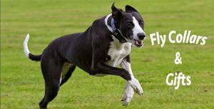 Fly Collars and Gifts | eBay Stores