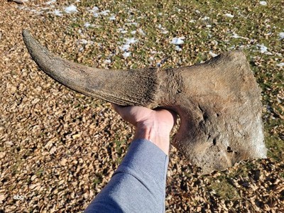 Historic Large Bison Occidentalis Horn Core Partial Skull Buffalo | eBay