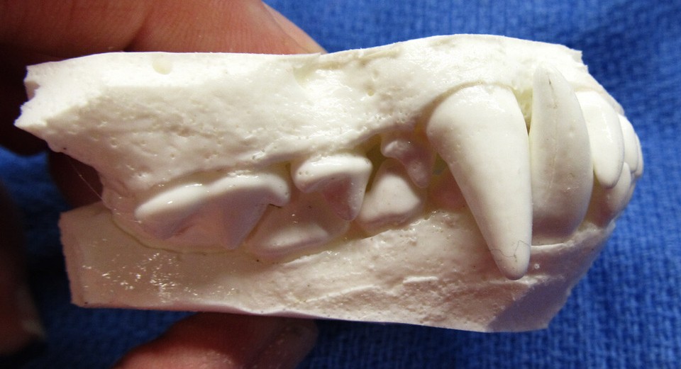 Honey badger jaws teeth cast taxidermy plastic replica | eBay