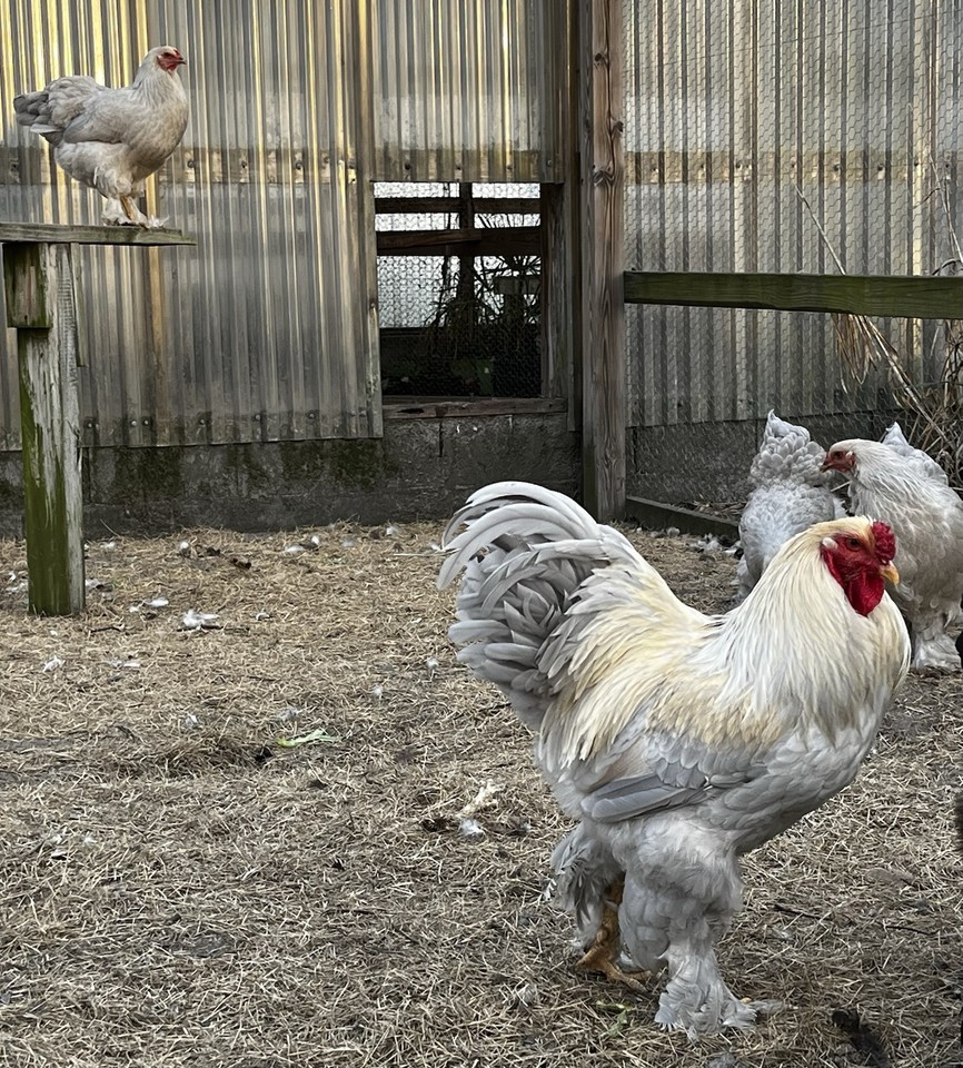 GIANT Isabel Brahma Hatching Eggs‼️ 12+ 2 ️Rare | eBay