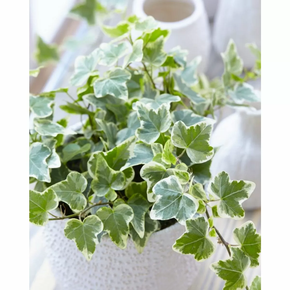 Hedera Helix 'Variegata' – Variegated Trailing Ivy (Baby English Ivy ...