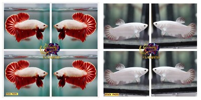 1 Pair - HMPK RED DRAGON - Live Betta Fish - HIGH QUALITY - USA SELLER ...
