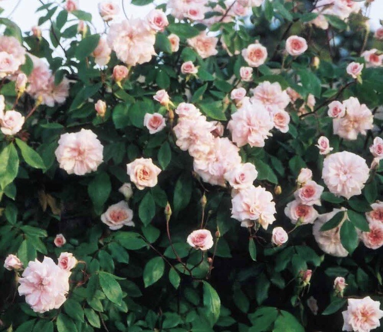 Heirloom Cecile Brunner Rose 16 Premium Plant Cuttings To Start ...