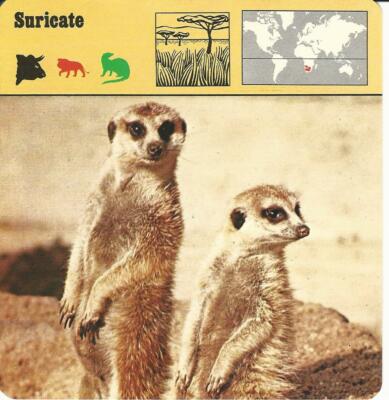 1975 Editions Rencontre, Animals Card, #21.492 Suricate | eBay