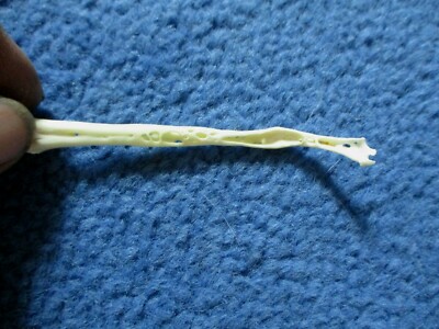 Real Raccoon Baculum Penis Unique deformed cancer oddity RARE FREAK ...