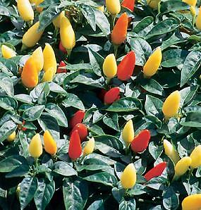 Pepper Ornamental Prairie FIre 100 seeds | eBay