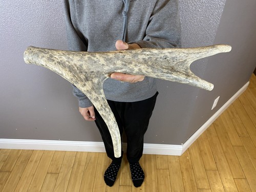 1 Huge JUMBO Whole MOOSE ANTLER Dog Chew SALE SELECT MASSIVE! COLOSSAL ...