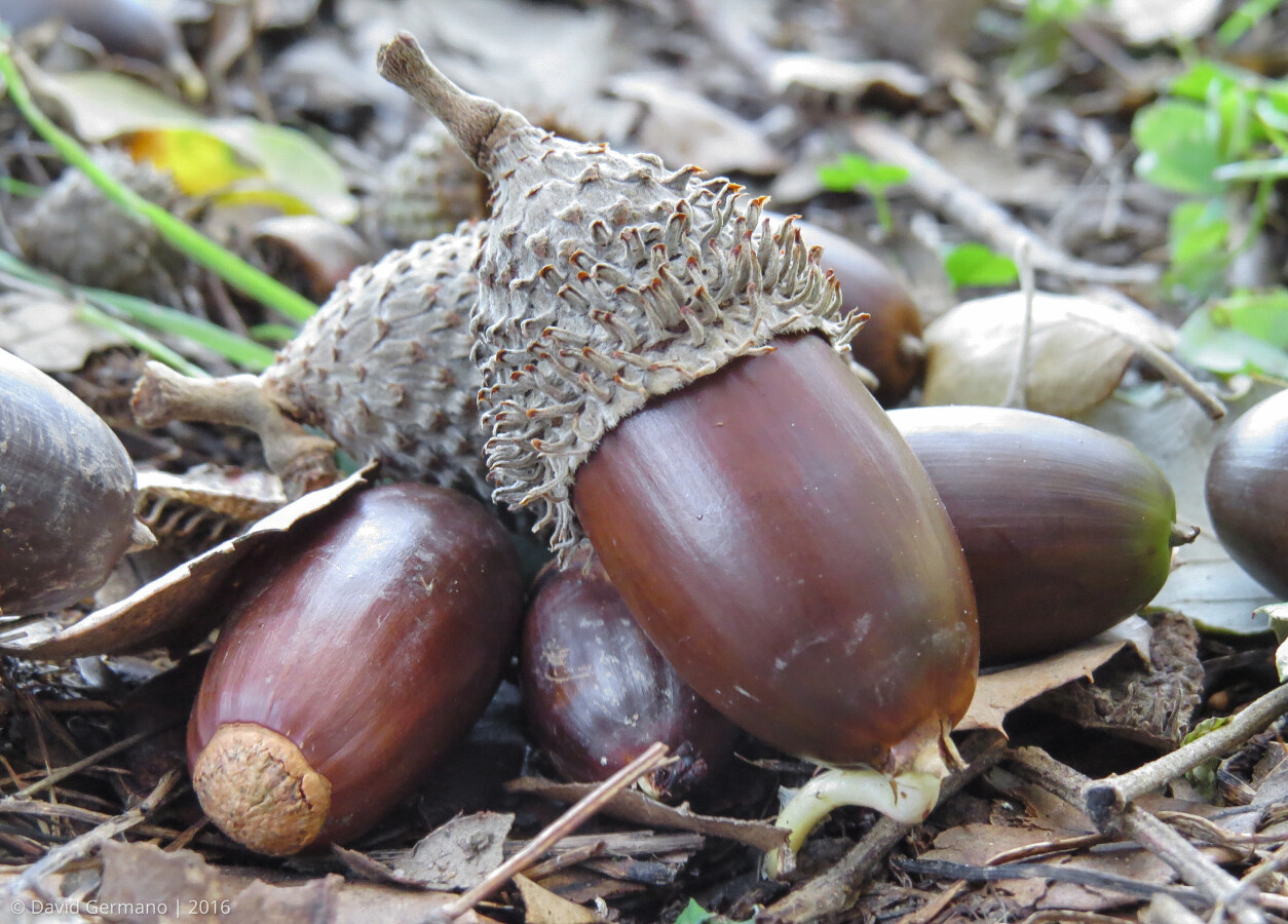 Quercus suber 10+ seeds cork oak evergreen oak tree seed Acorns ...