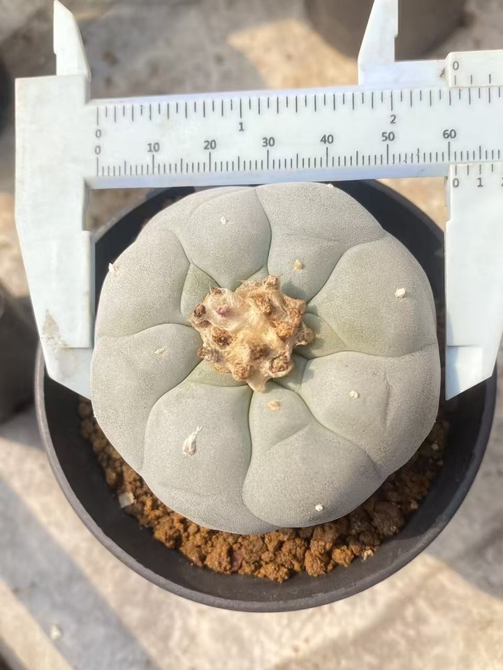 LF cactus Succulent Multiple heads Garden beautiful seedgrowth Plant ...