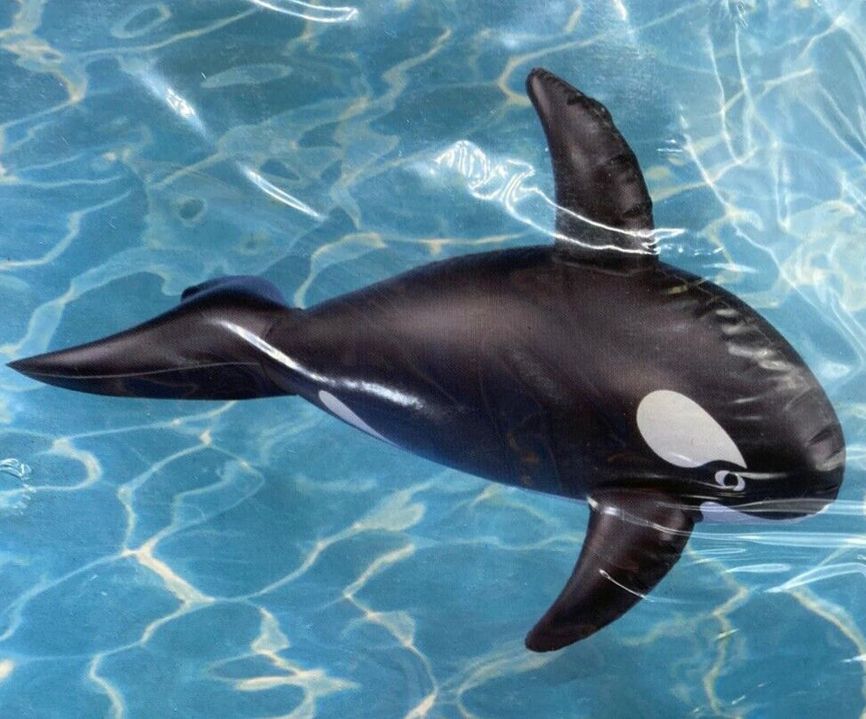 Shamu Life Cycle Shamu's Story: The Disturbing History Of Killer Whale