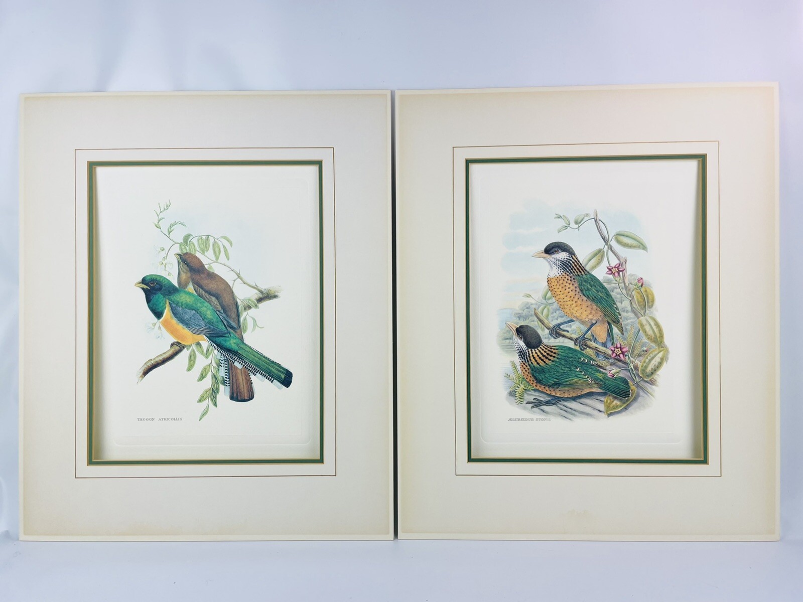 Pair J. Gould Set 2 Birds Numbered Matted Print Lithographs 12x16 ...