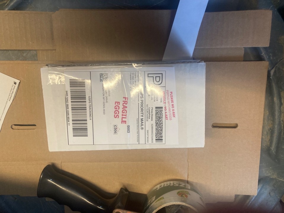 20 BUTTON QUAIL HATCHING EGGS choose from 12+ colors ships 2 Day FedEx ...