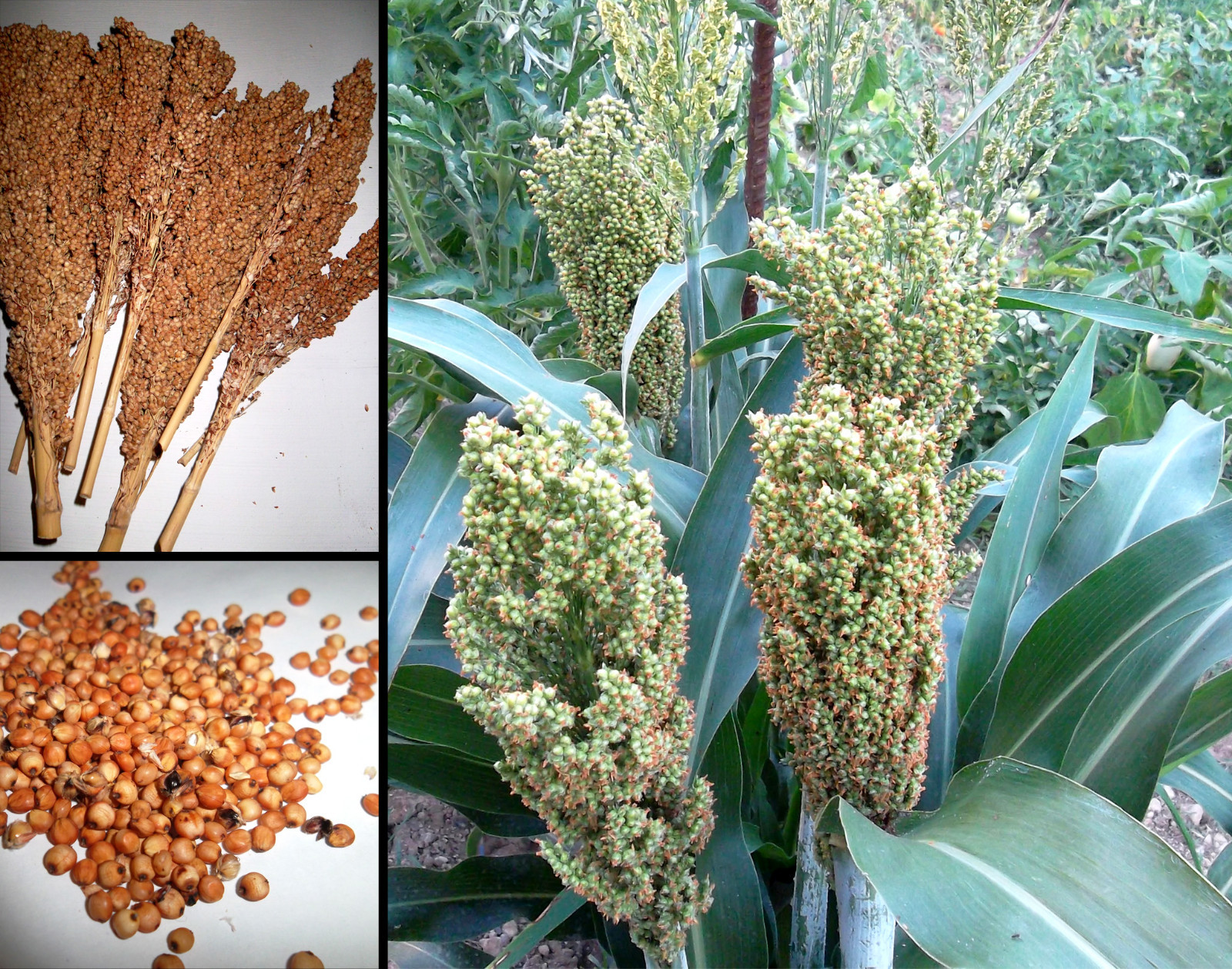 200 semi Sorgo Sorghum Vulgare Saggina Great Millet Sorgho Sorghumhirse ...
