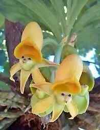 Yellow Faced Orchid Seeds ~ Orchids ~ Usual Flowers ~ Exotic Flower ...